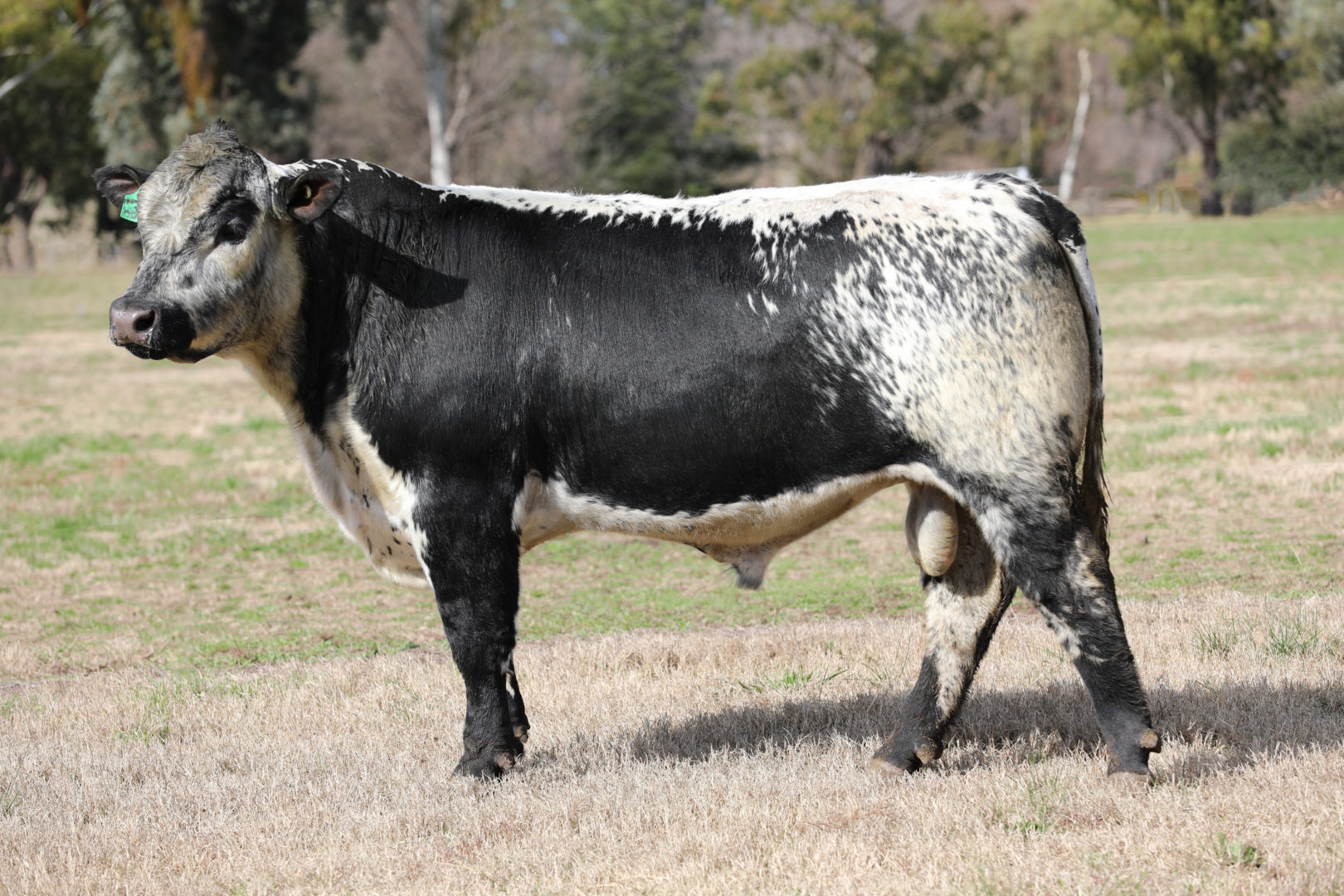 Next Sale – Minnamurra Speckles