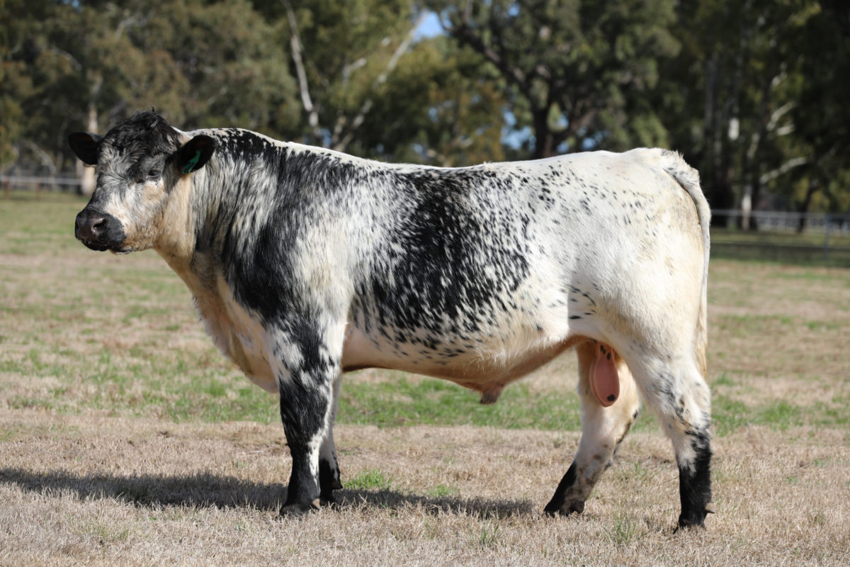 Next Sale – Minnamurra Speckles