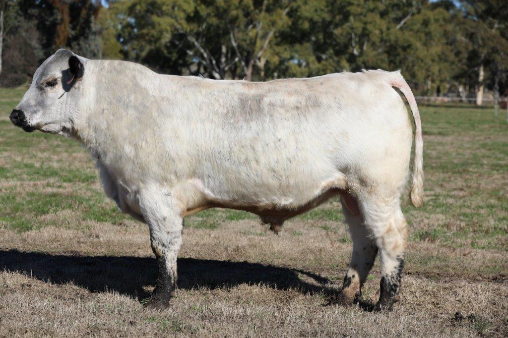 Next Sale – Minnamurra Speckles